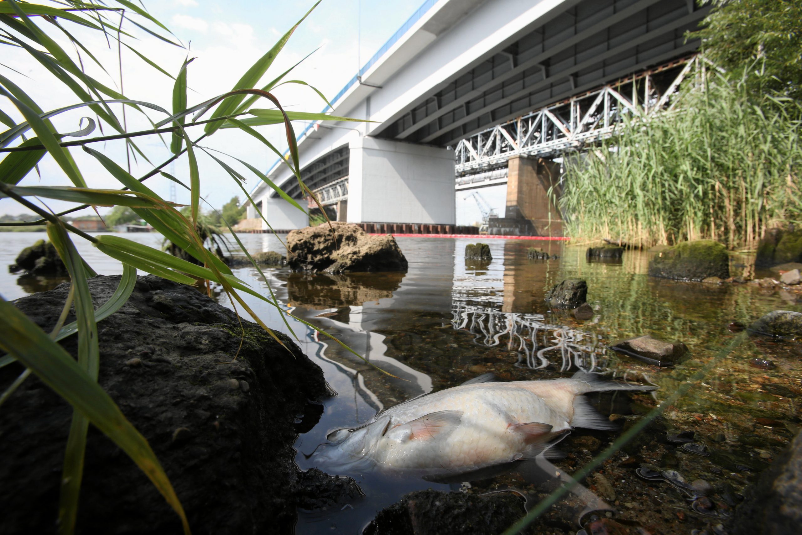 Polish regional authorities call for declaration of “state of natural ...