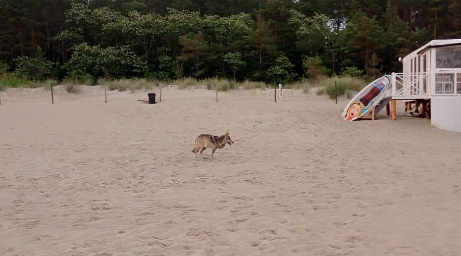 Three-legged wolf that dug tunnel out of enclosure regularly spotted ...