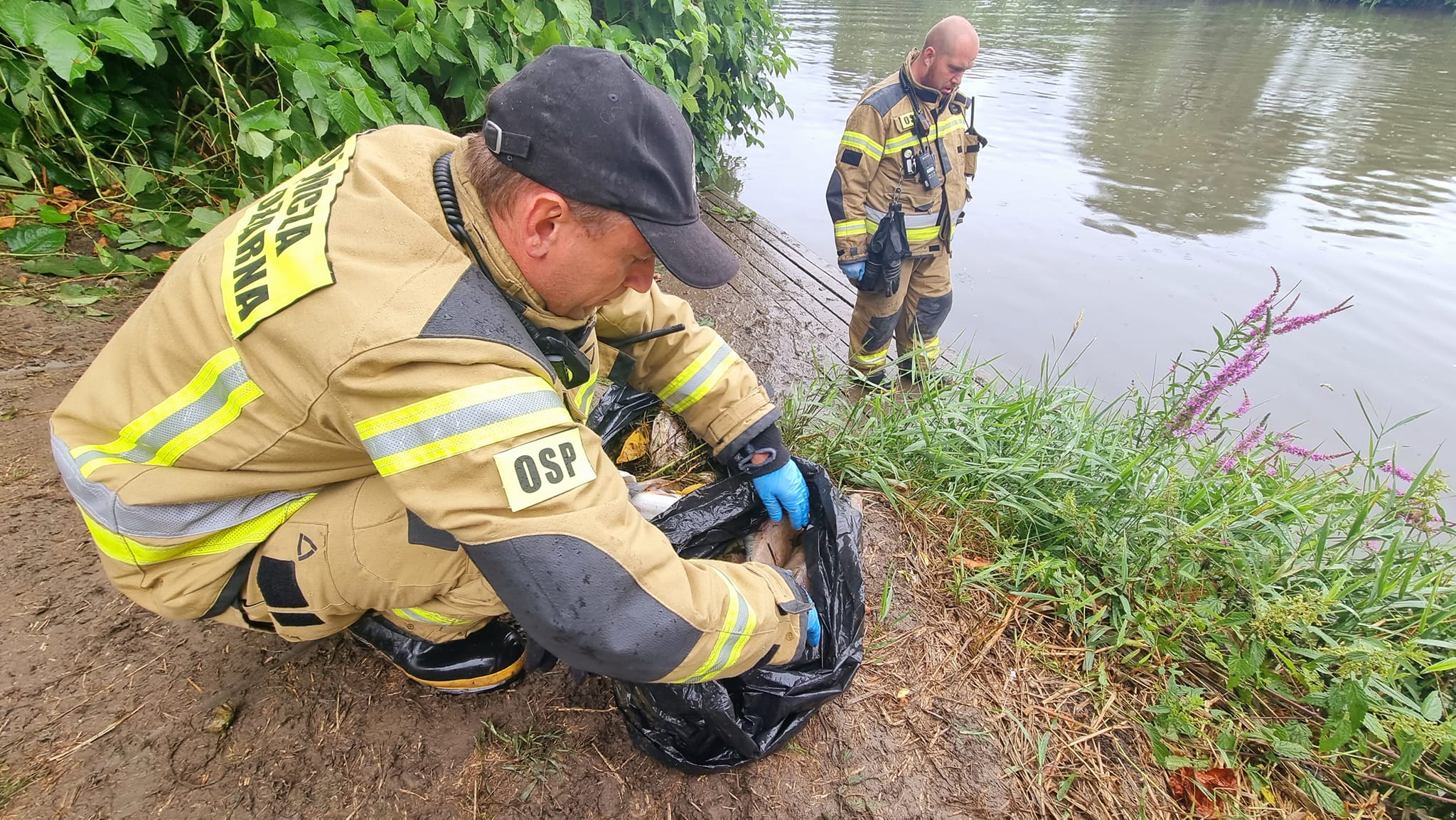 Poland and Czech Republic take action after tonne of dead fish found in ...
