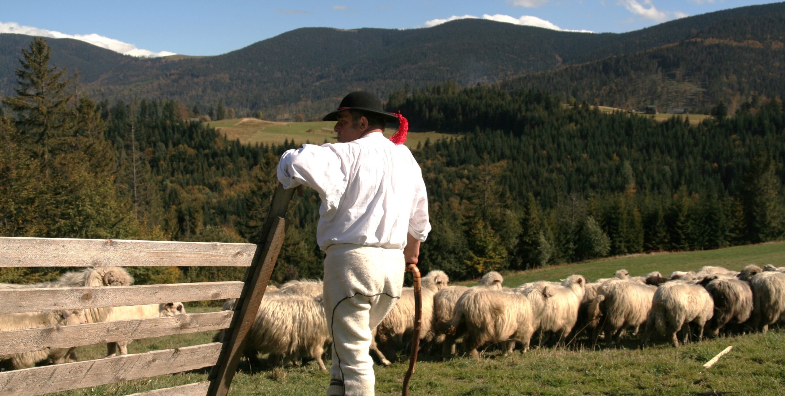Polish region gives 2 million zloty for traditional sheep grazing ...