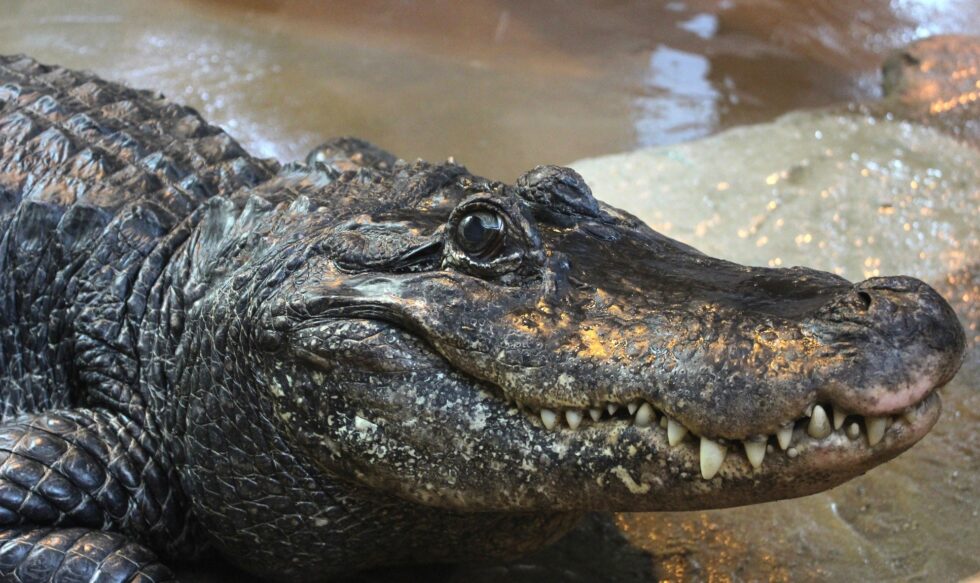 Europe’s oldest zoo animal, Marta the alligator, turns 95 in Poland ...