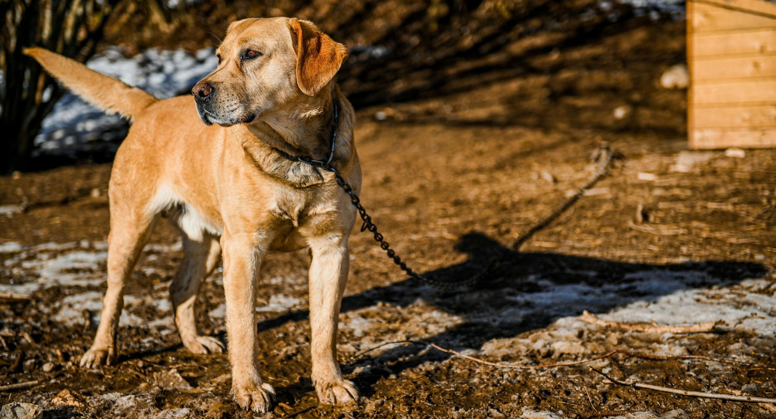 Polish parliament votes to ban keeping dogs on leash at home | Notes ...